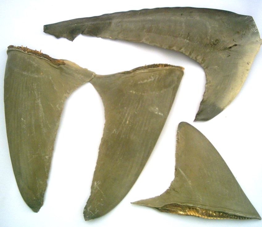Shark Fins – Khairat Hadhramout Seafood Export