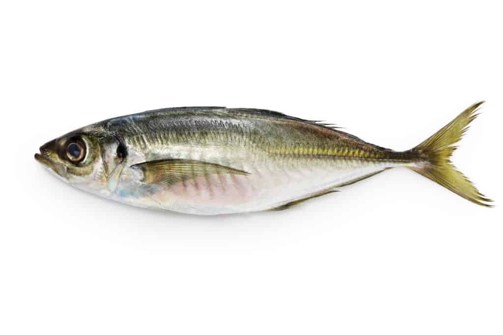 Yellowtail scad – Khairat Hadhramout Seafood Export