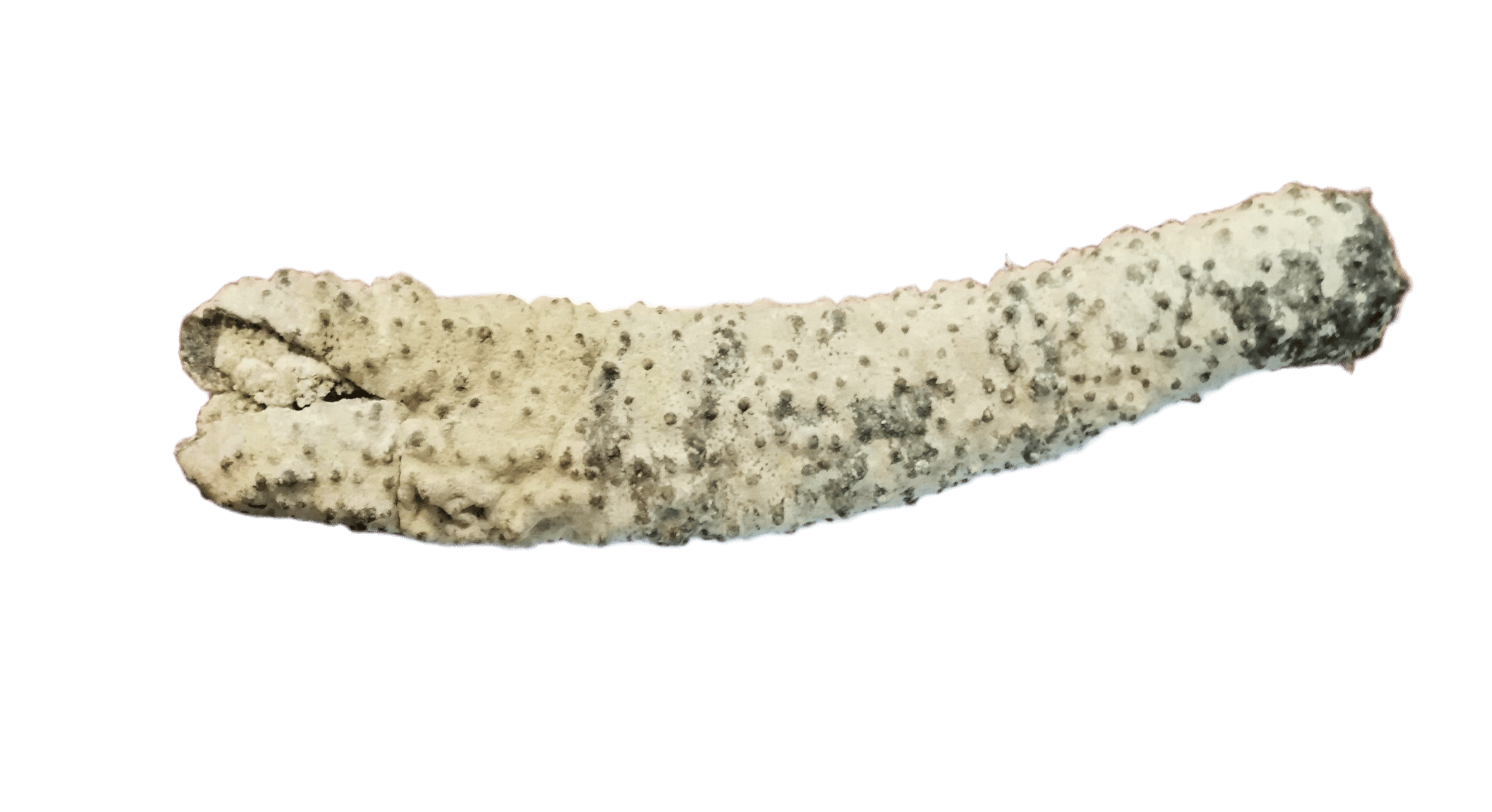Sea Cucumber – Khairat Hadhramout Seafood Export