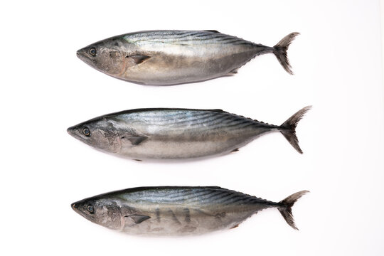 striped bonito – Khairat Hadhramout Seafood Export